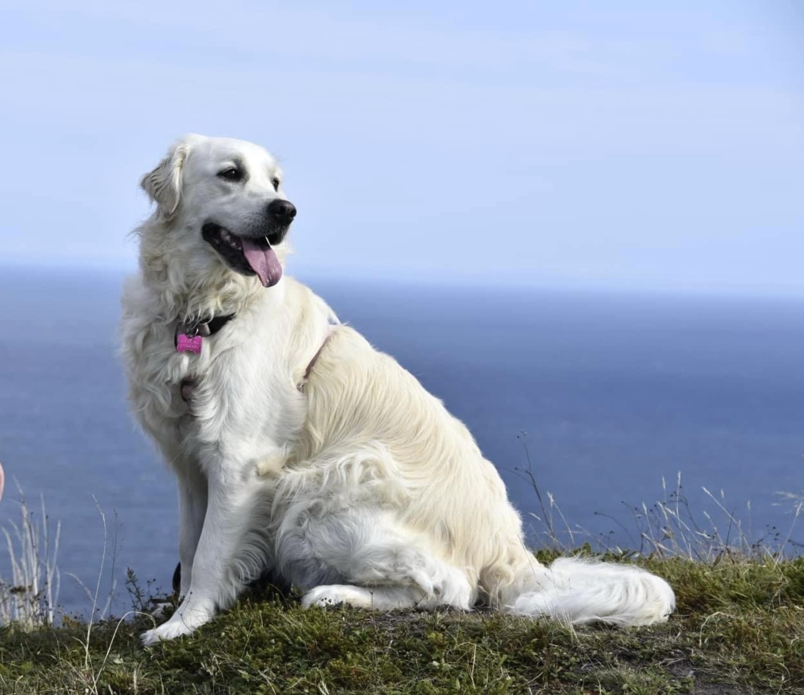 A Look Back on the “Dog Days of Summer” – Jennifer's Journal