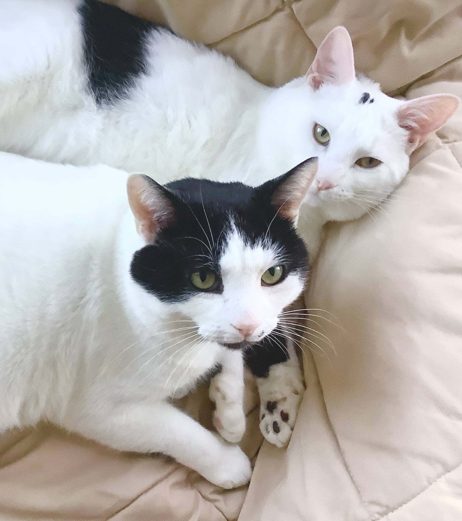 A Purry Point of View: Gordon – Jennifer's Journal