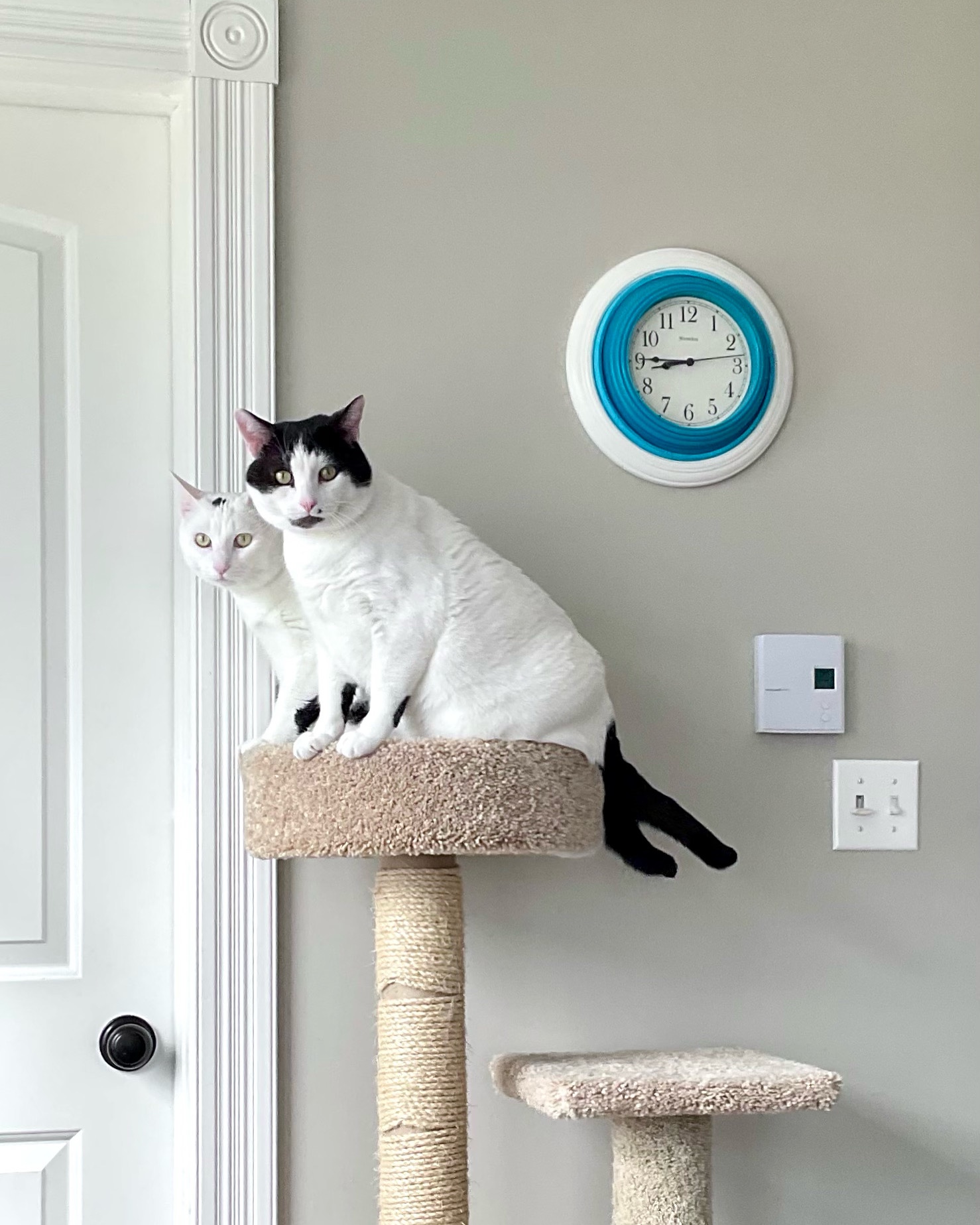 A Purry Point of View Part 3: Happy International Cat Day! – Jennifer's ...