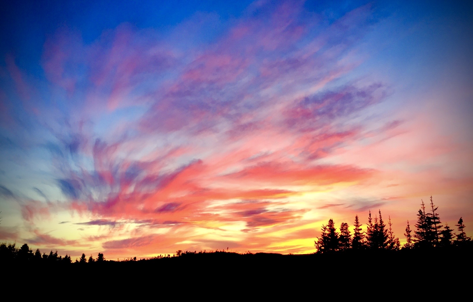 Sunday Snaps: Nature’s Silhouettes – Jennifer's Journal