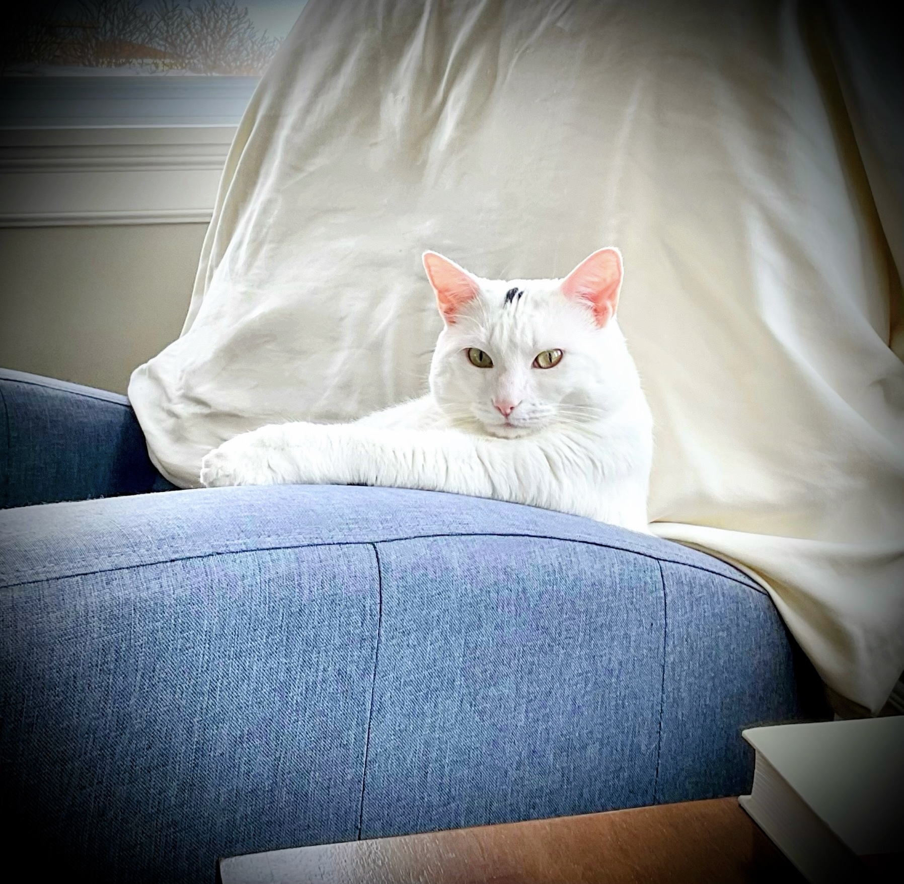 Wordless Whisker Wednesday: King of the Castle – Jennifer's Journal